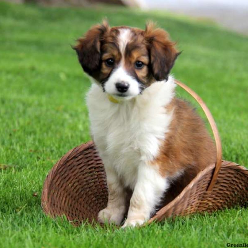 Miniature Collie Mix Puppies For Sale - Greenfield Puppies