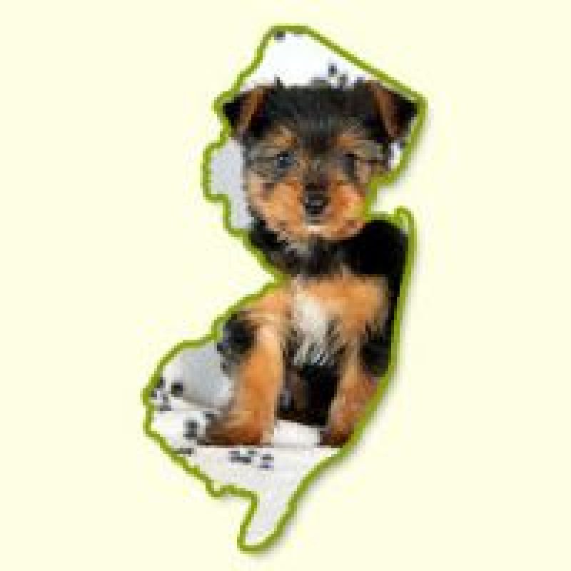 Puppies for Sale in NJ