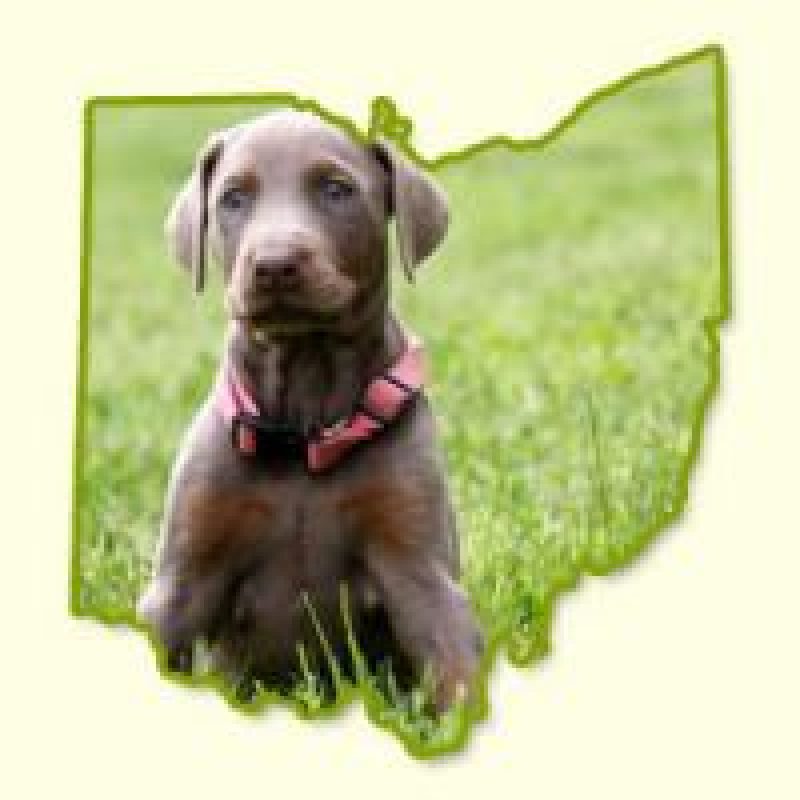 Puppies for Sale in Ohio | Greenfield Puppies