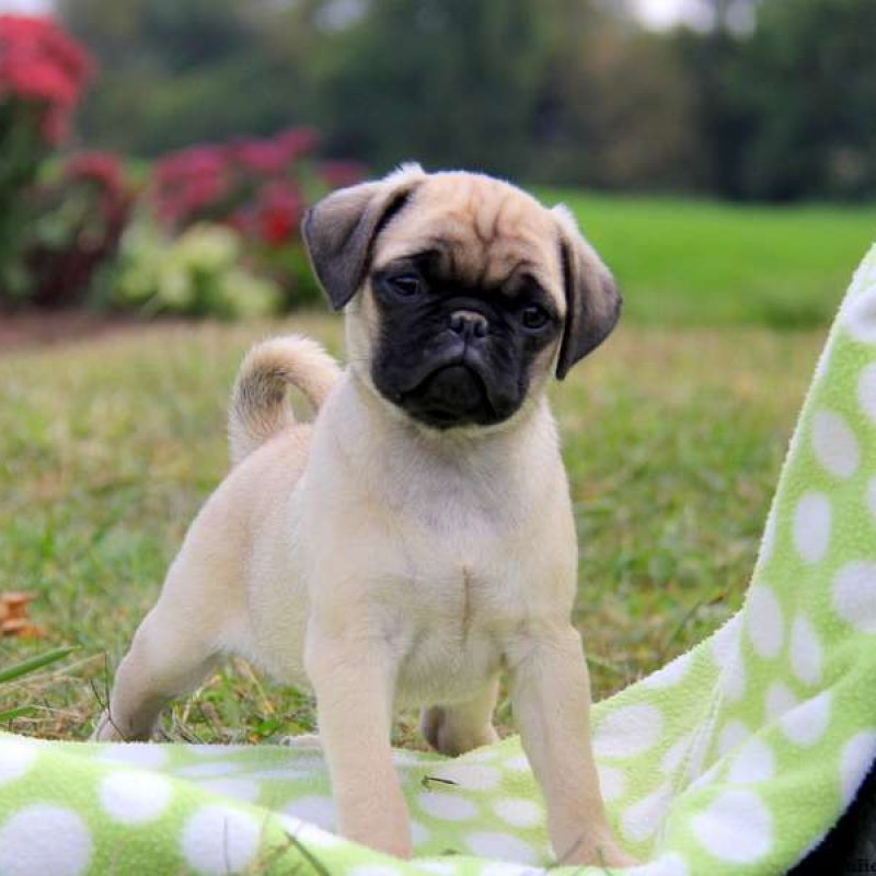 Puginese Puppies For Sale | Greenfield Puppies