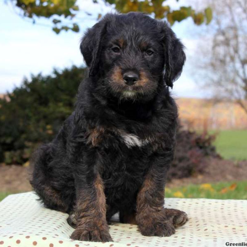 Rottie-Poo Puppies For Sale | Greenfield Puppies