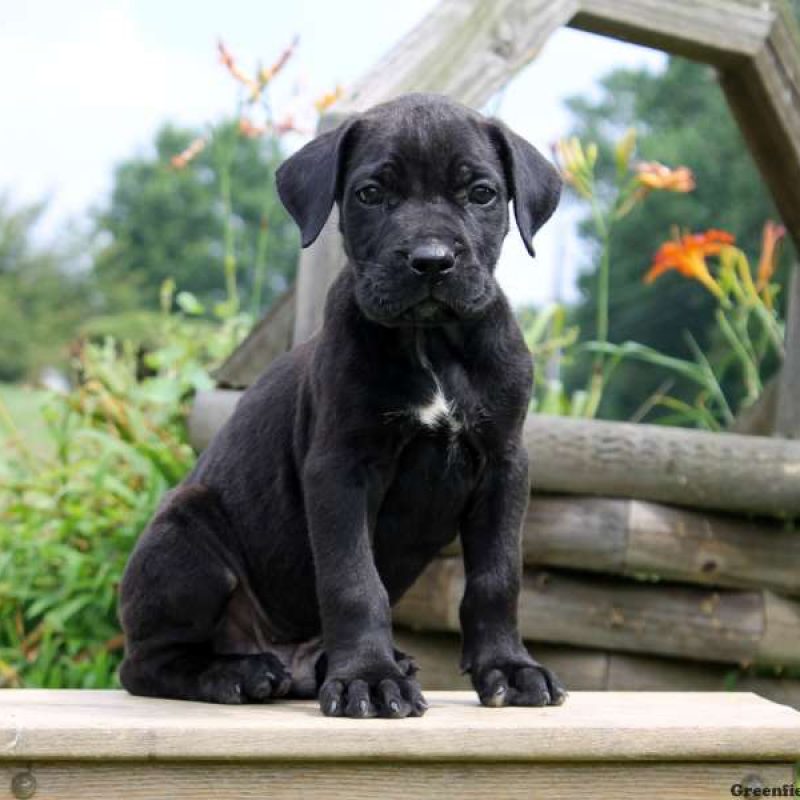 Presa Cane Canario Puppies for Sale | Greenfield Puppies