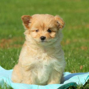 Pomapoo Puppies For Sale | Greenfield Puppies