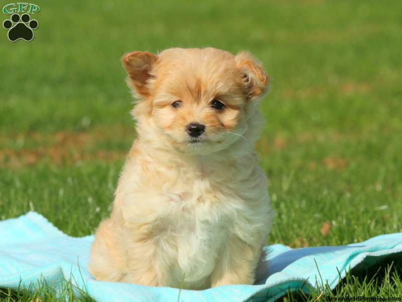 Pomapoo Puppies For Sale | Greenfield Puppies