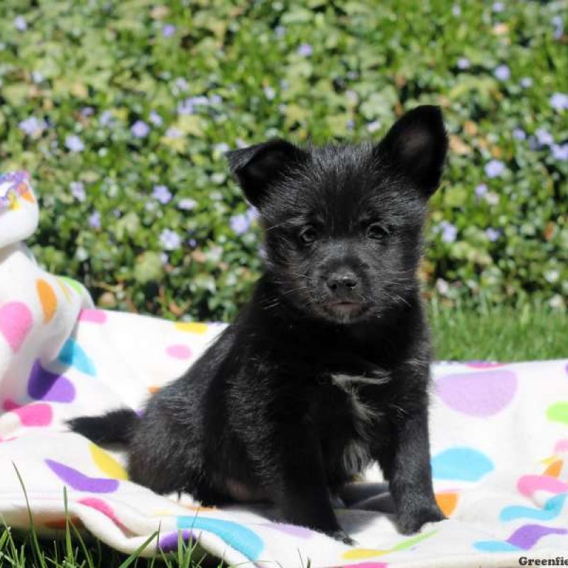 Schipperke Mix Puppies for Sale - Greenfield Puppies