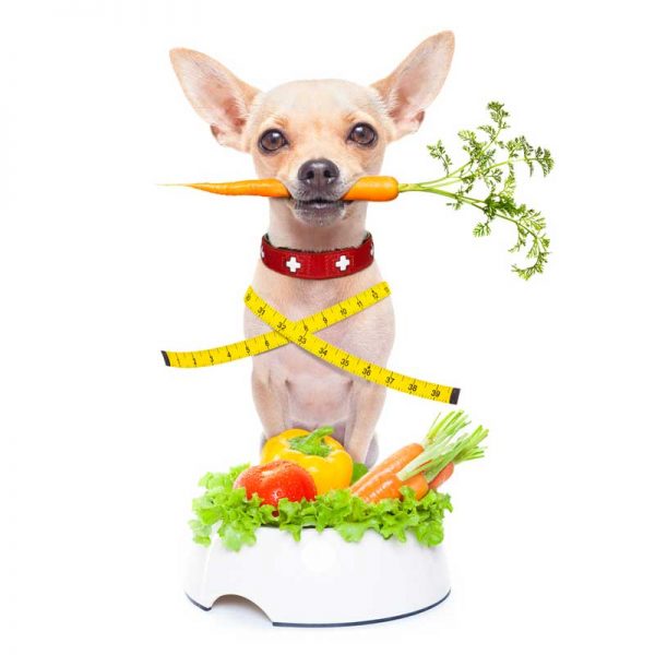 Puppy Health Guarantee Standard And Extended Greenfield Puppies