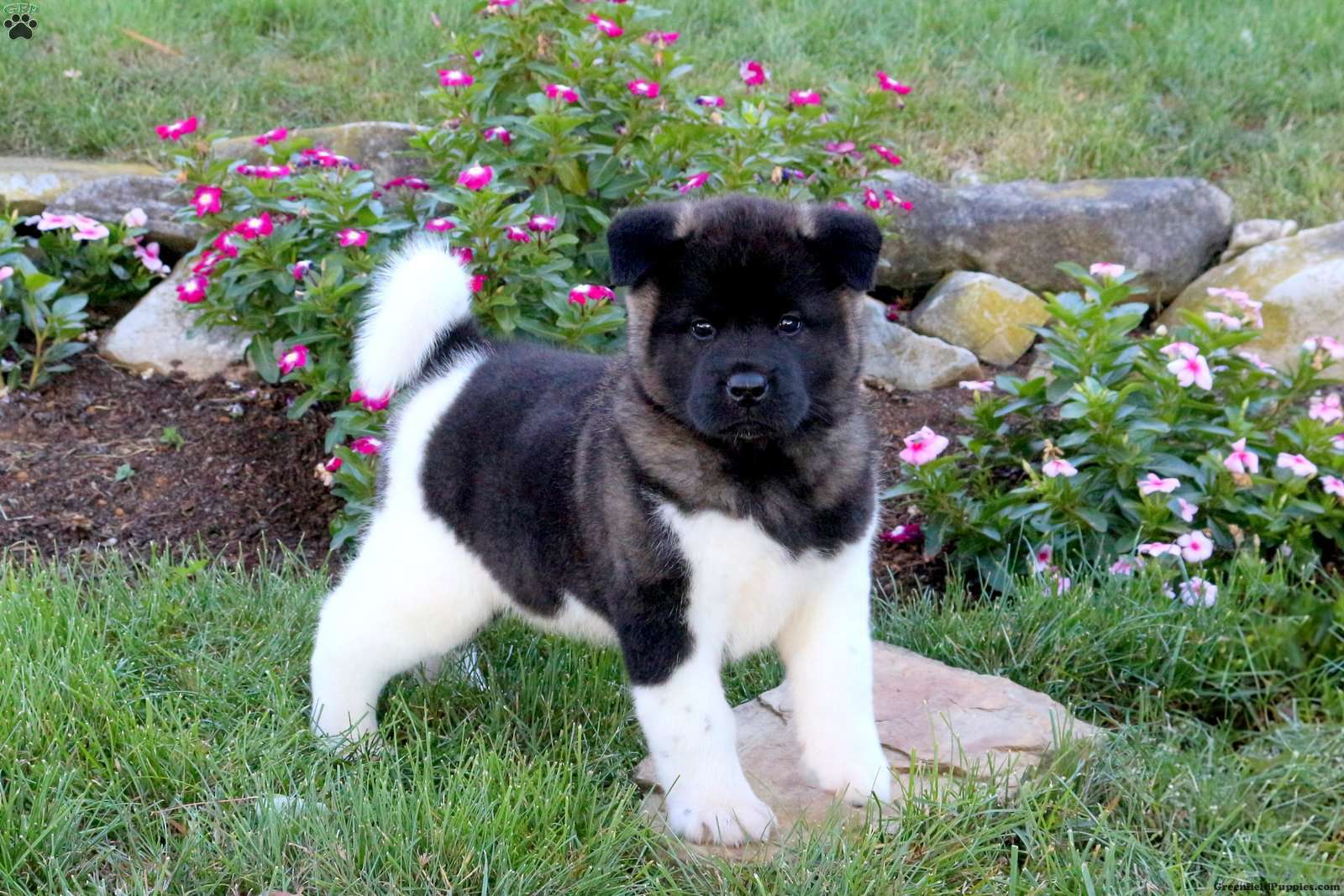 Akita Puppies for Sale - Greenfield Puppies