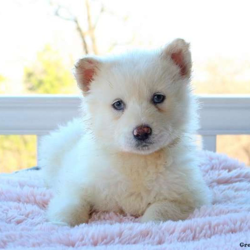 Alaskan Malamute Mix Puppies For Sale | Greenfield Puppies