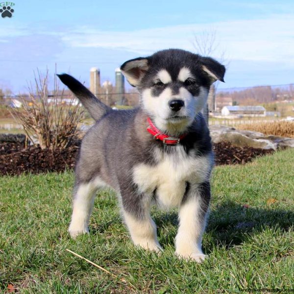 View & Explore All Dog Breeds | Greenfield Puppies