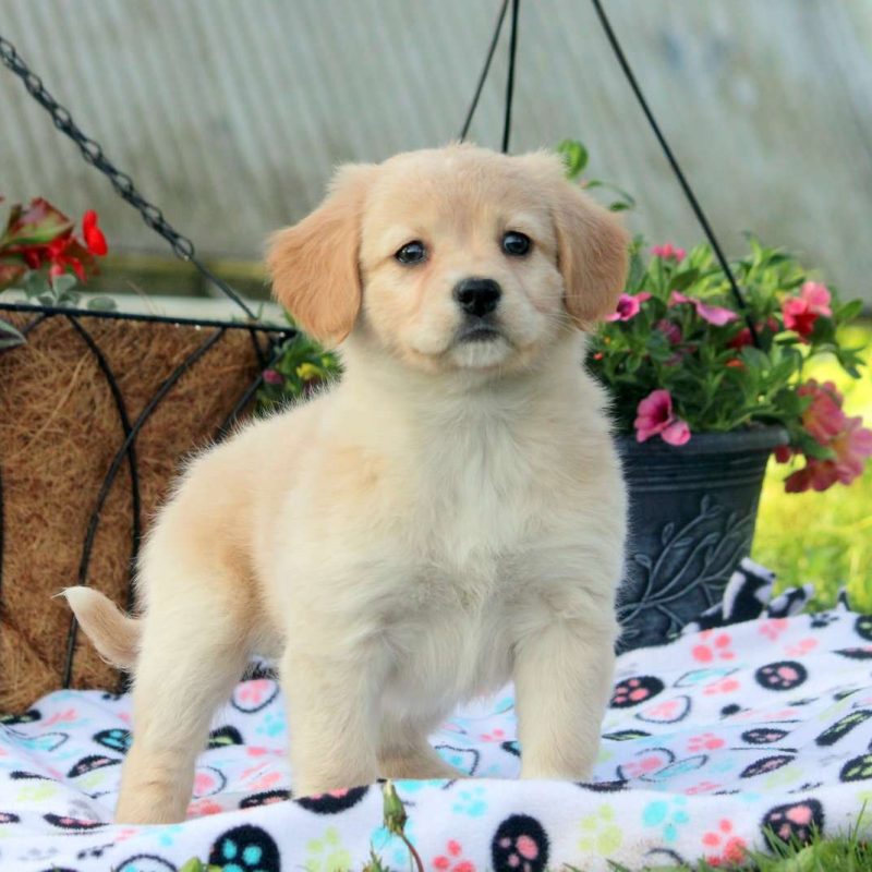 American Eskimo Mix Puppies For Sale | Greenfield Puppies
