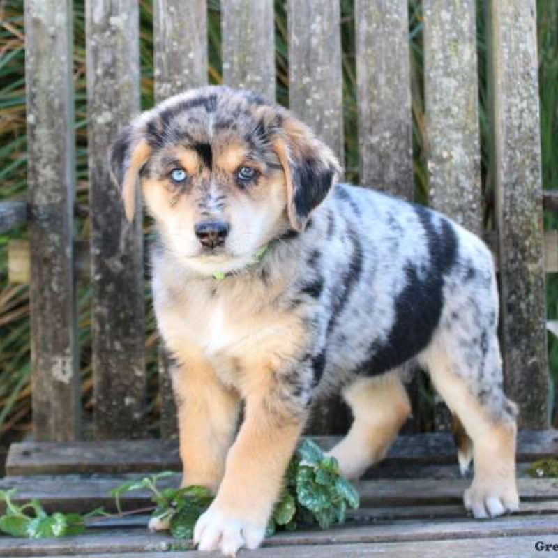 Australian Shepherd Mix Puppies For Sale | Greenfield Puppies