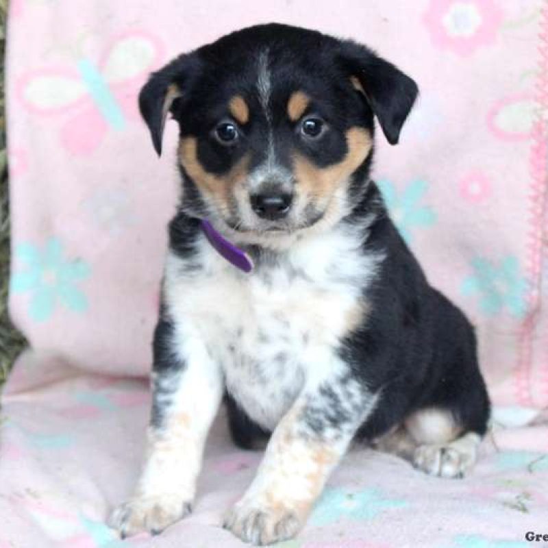 Miniature Australian Shepherd Mix Puppies For Sale | Greenfield Puppies
