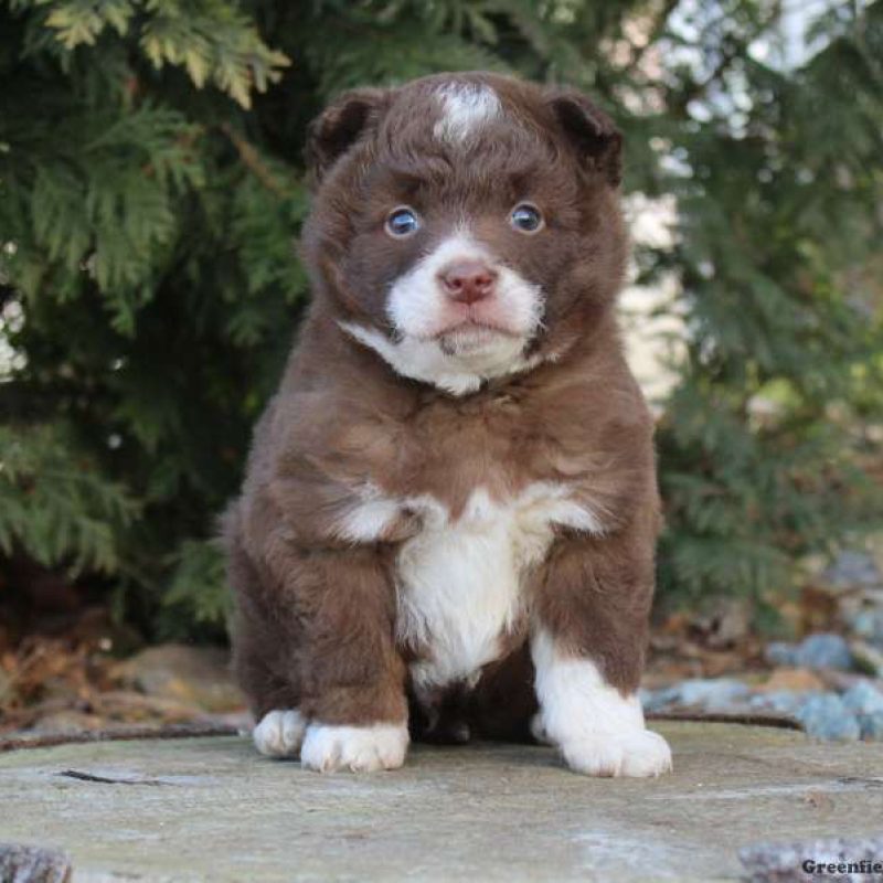 Miniature Australian Shepherd Mix Puppies For Sale | Greenfield Puppies