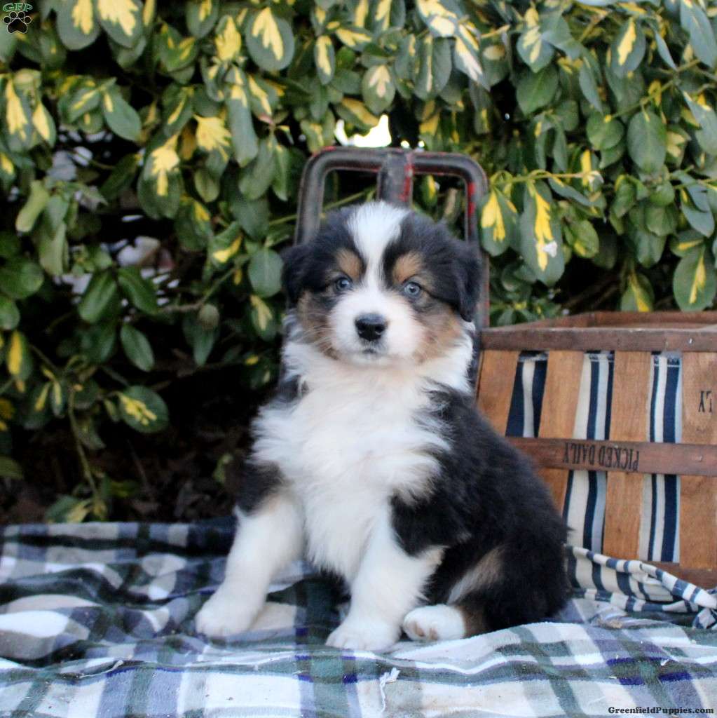 Australian Shepherd Puppies For Sale - Greenfield Puppies