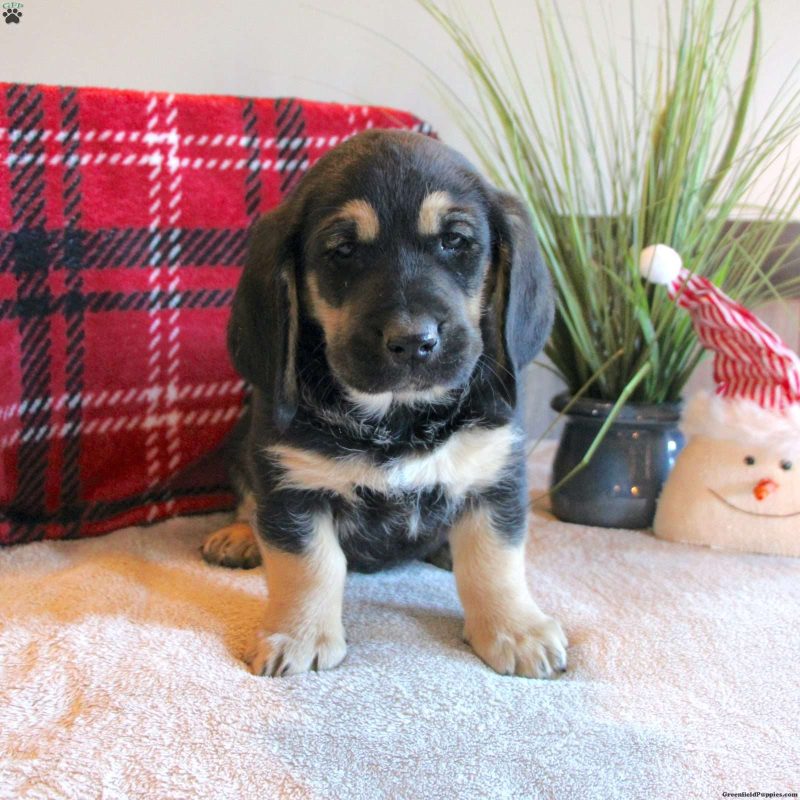 Basset Hound Mix Puppies For Sale | Greenfield Puppies