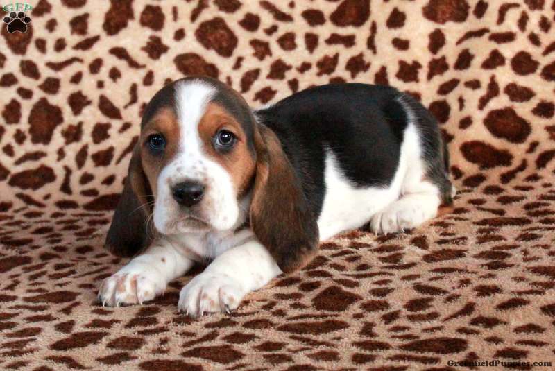 Pictures Of Basset Hound Puppies Basset Hound Puppies For Sale