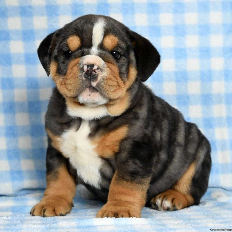 Beabull Puppies For Sale | Greenfield Puppies