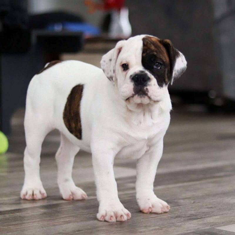 Beabull Puppies For Sale | Greenfield Puppies