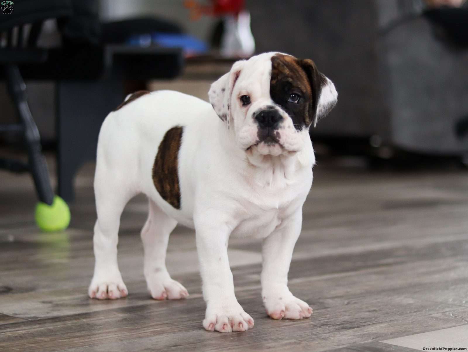 Beabull Puppies For Sale | Greenfield Puppies