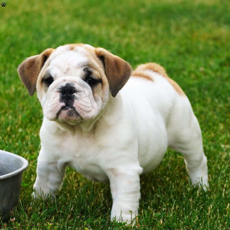 Beabull Puppies For Sale | Greenfield Puppies