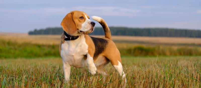 Beagle Puppies For Sale - Greenfield Puppies