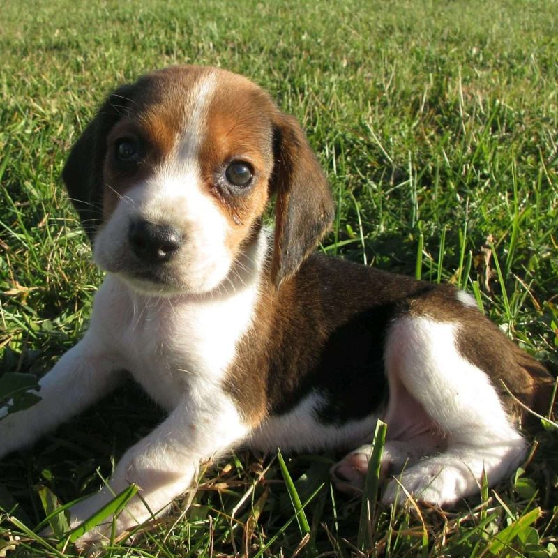 Beagle Mix Puppies For Sale | Greenfield Puppies