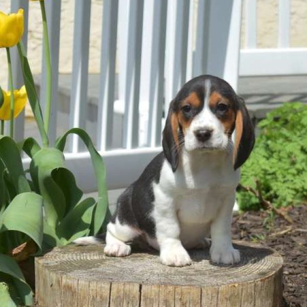 Puppies for Sale in Ohio | Greenfield Puppies