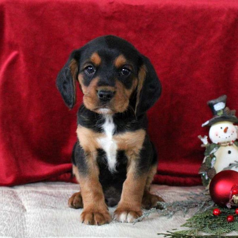 Beaglier Puppies For Sale | Greenfield Puppies