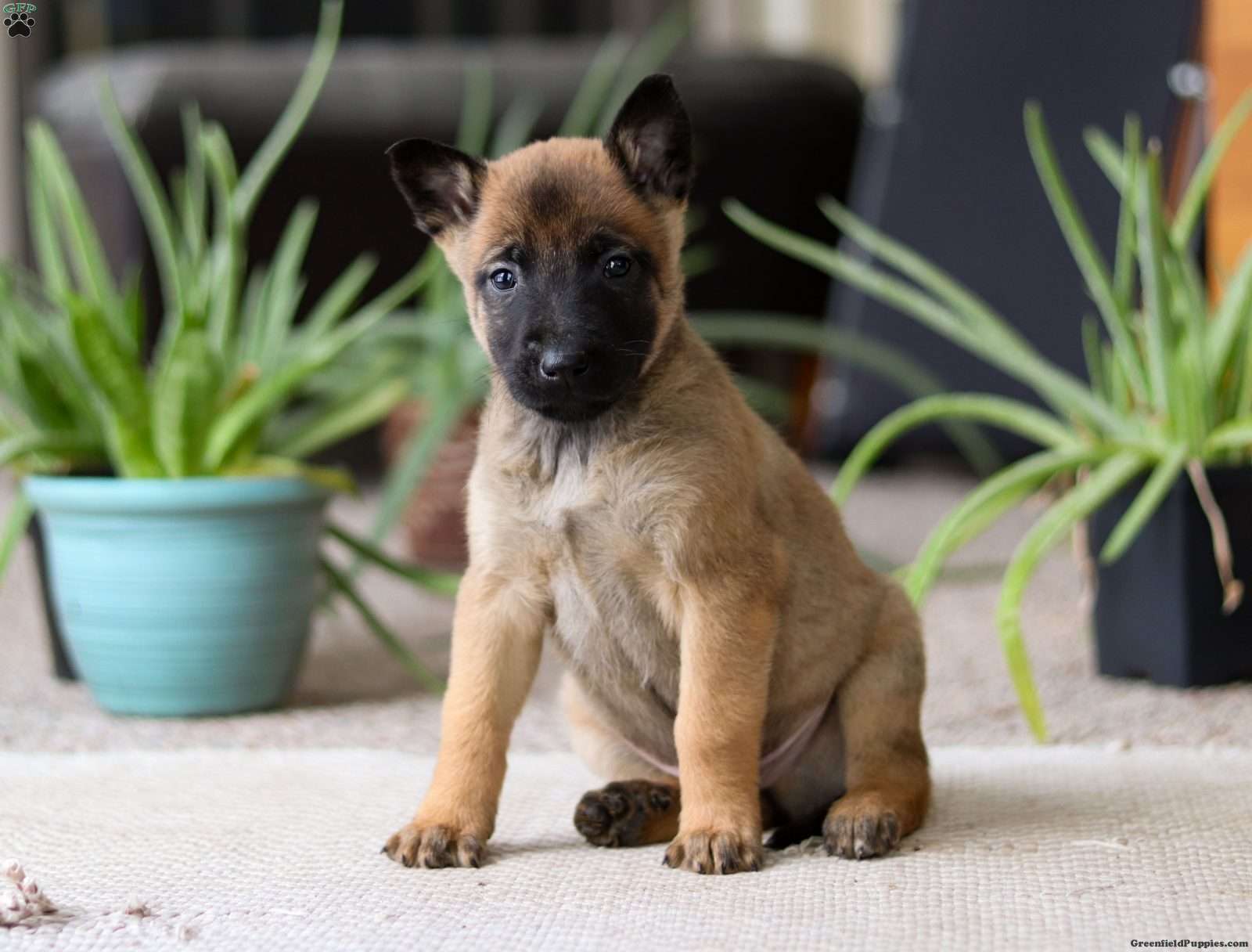 Belgian Malinois Mix Puppies