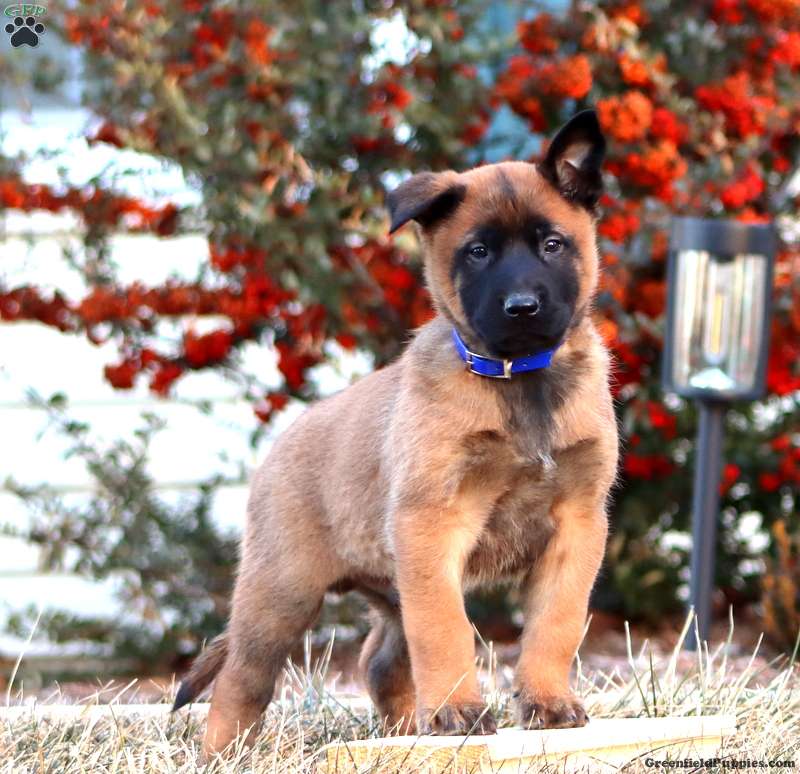 Red Belgian Malinois Puppy