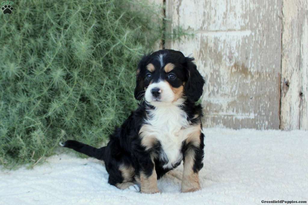 Bernese Mountain Dog Mix Puppies For Sale | Greenfield Puppies
