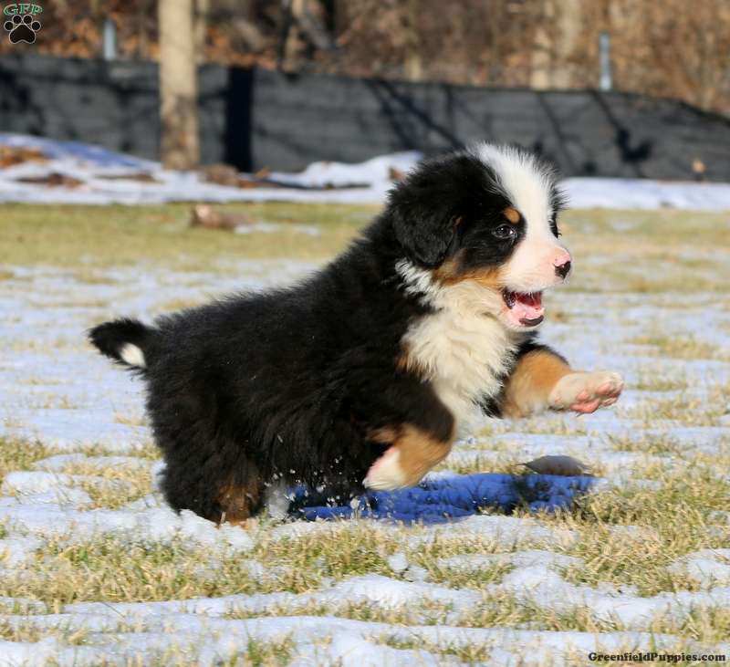 Miniature Bernese Mountain Dog Puppies for Sale