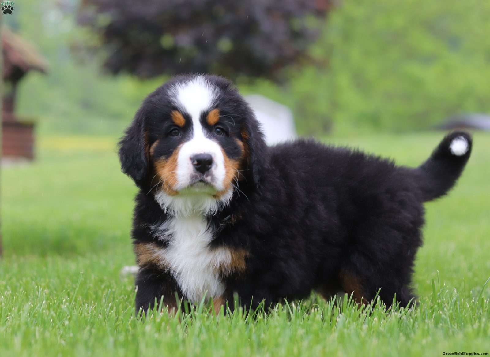 Labernese Puppies For Sale - Greenfield Puppies