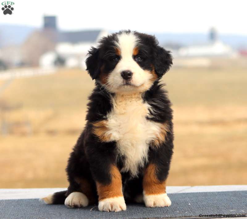 Bernese Mountain Dog Puppies For Sale Greenfield Puppies