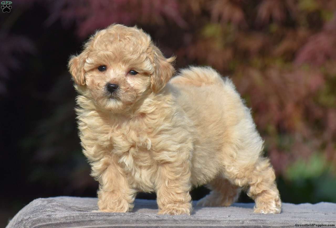 Teddy Bear Puppies for Sale - Greenfield Puppies