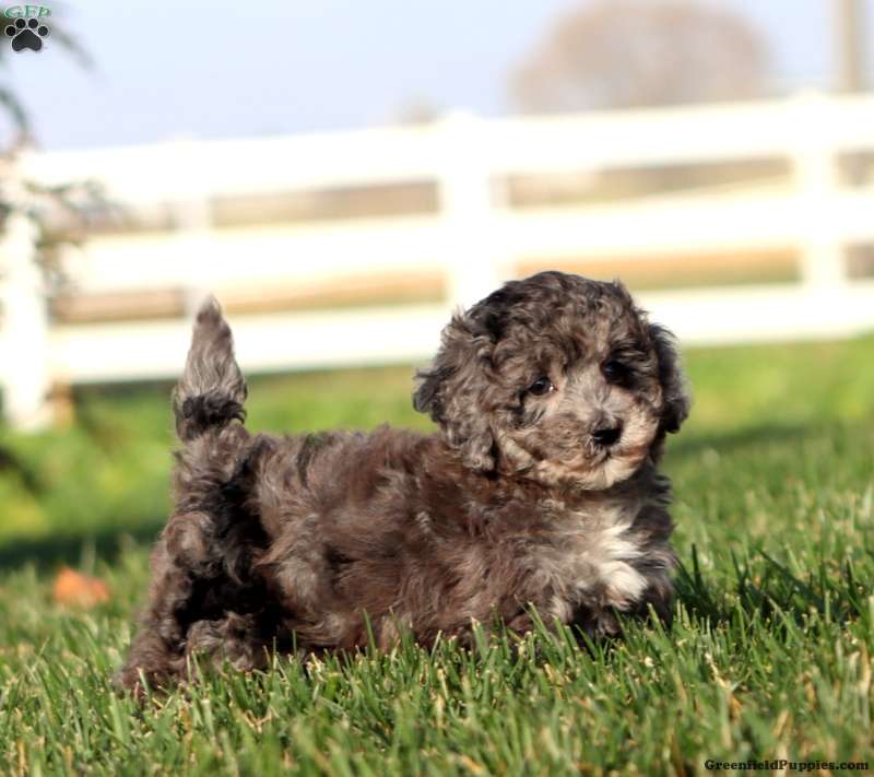Bich-poo Puppies For Sale - Greenfield Puppies