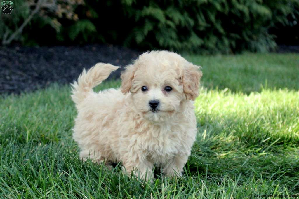 Bich-poo Puppies For Sale - Greenfield Puppies