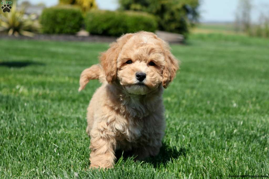 Bich-poo Puppies For Sale - Greenfield Puppies