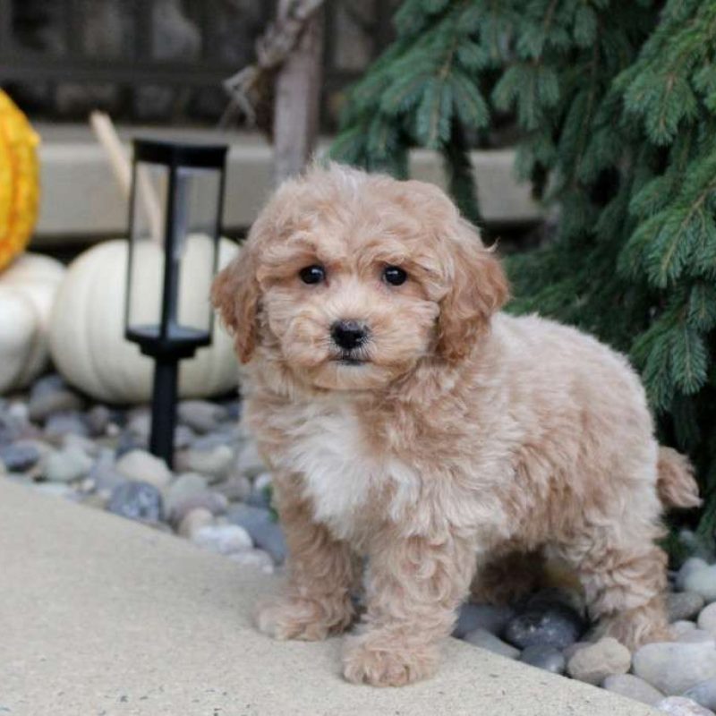 Bich-poo Puppies For Sale - Greenfield Puppies