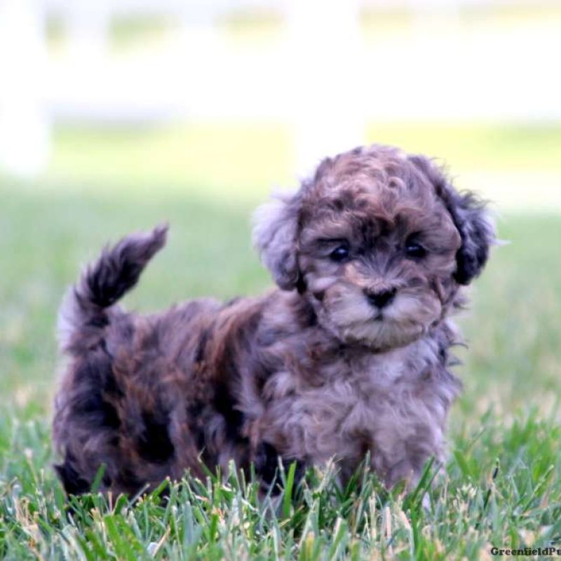 Bich-poo Puppies For Sale - Greenfield Puppies