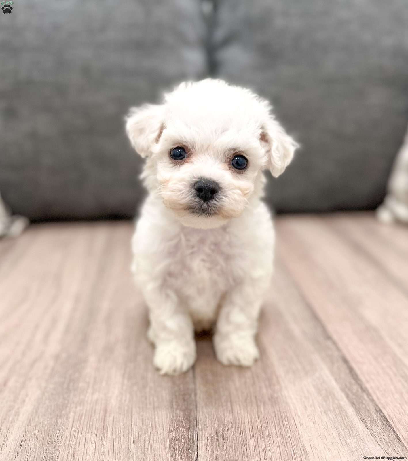 Bichon Frise Puppies For Sale - Greenfield Puppies