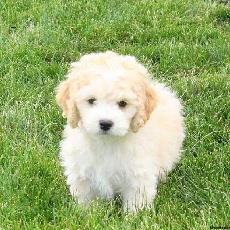 Bichon Mix Puppies For Sale | Greenfield Puppies