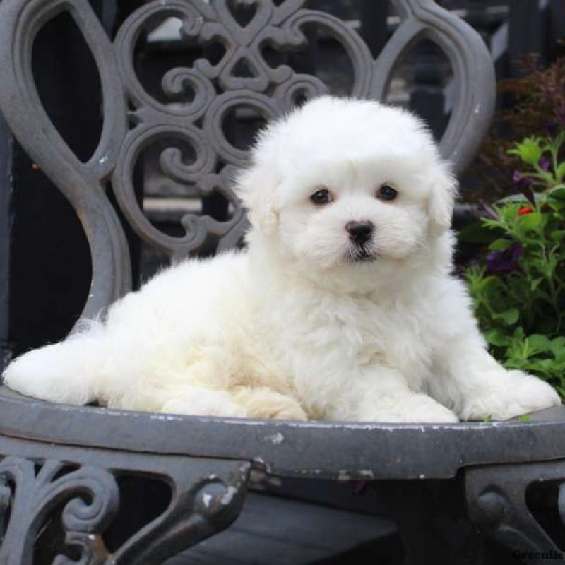 Bichon Mix Puppies For Sale | Greenfield Puppies