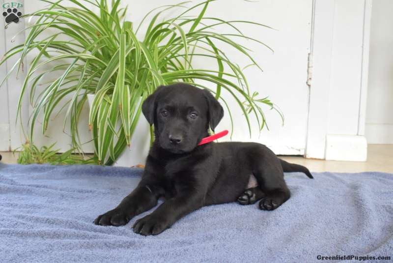 Black Labrador Retriever Puppies For Sale - Greenfield Puppies
