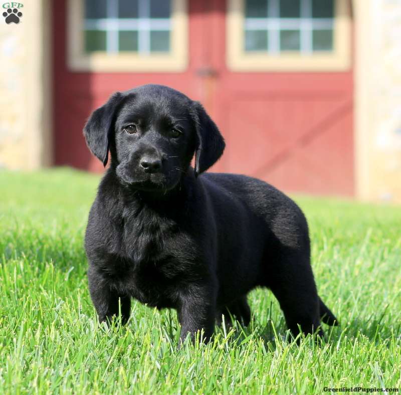 Black Labrador Retriever