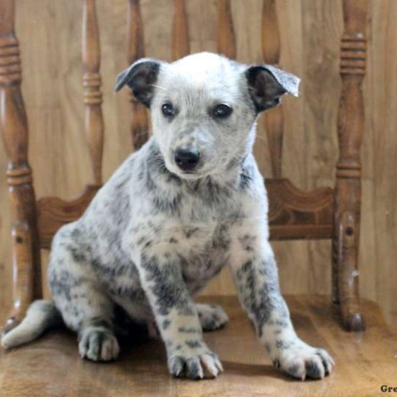 Blue Heeler Mix Puppies For Sale | Greenfield Puppies