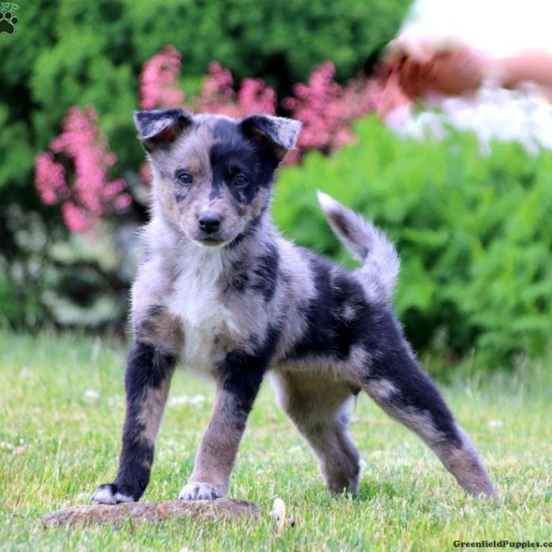Blue Heeler Mix Puppies For Sale | Greenfield Puppies