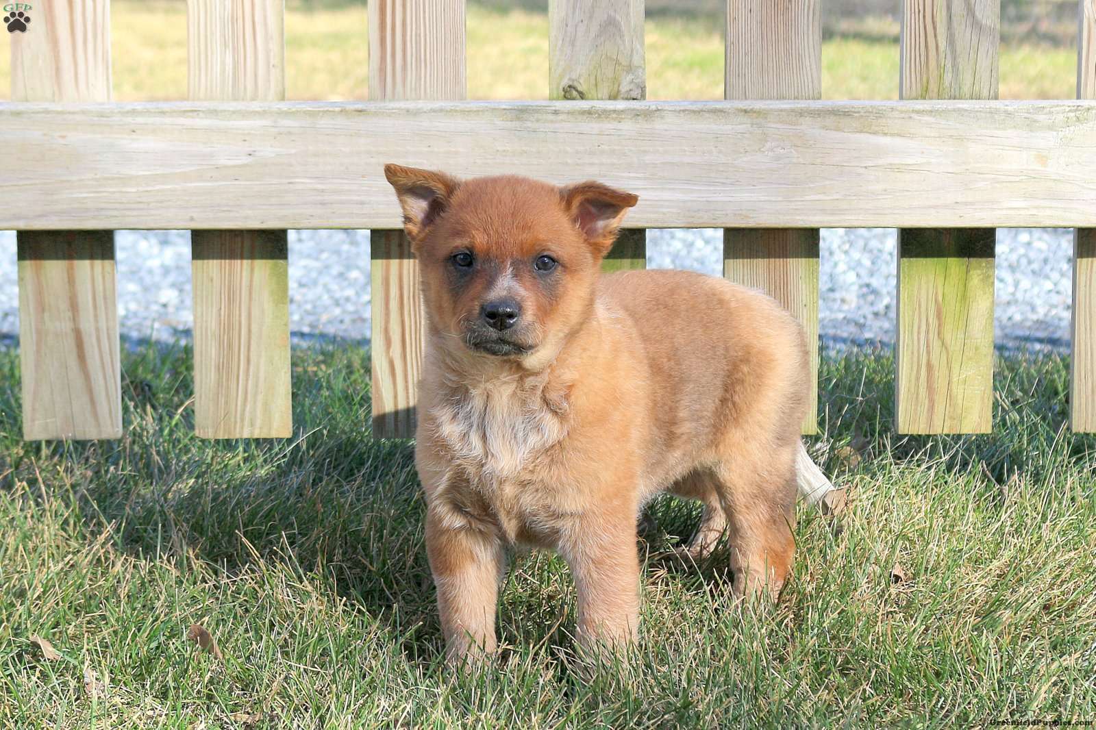 Blue Heeler Puppies For Sale - Greenfield Puppies