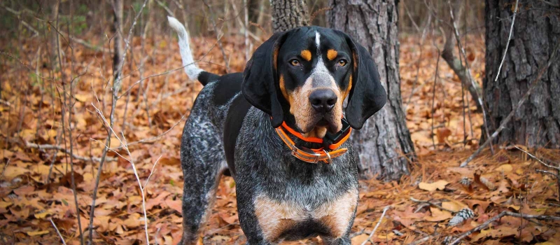 Bluetick Coonhound Puppies For Sale - Greenfield Puppies