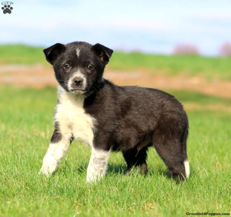 Border Collie Mix Puppies For Sale | Greenfield Puppies